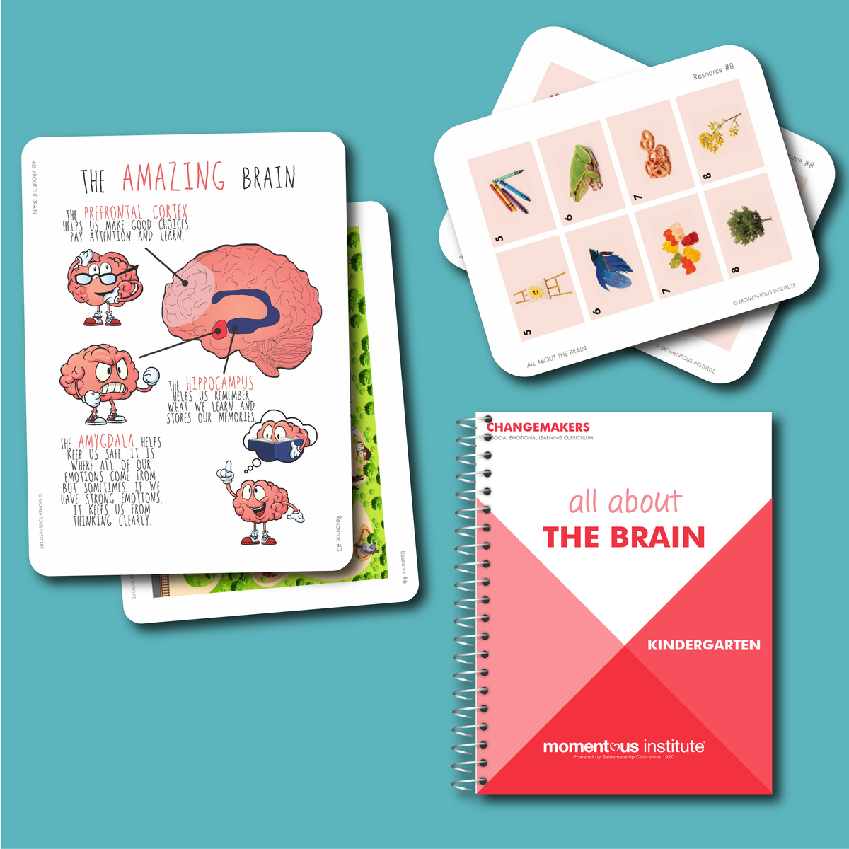All about the Brain: A Changemakers Curriculum Module – Momentous ...